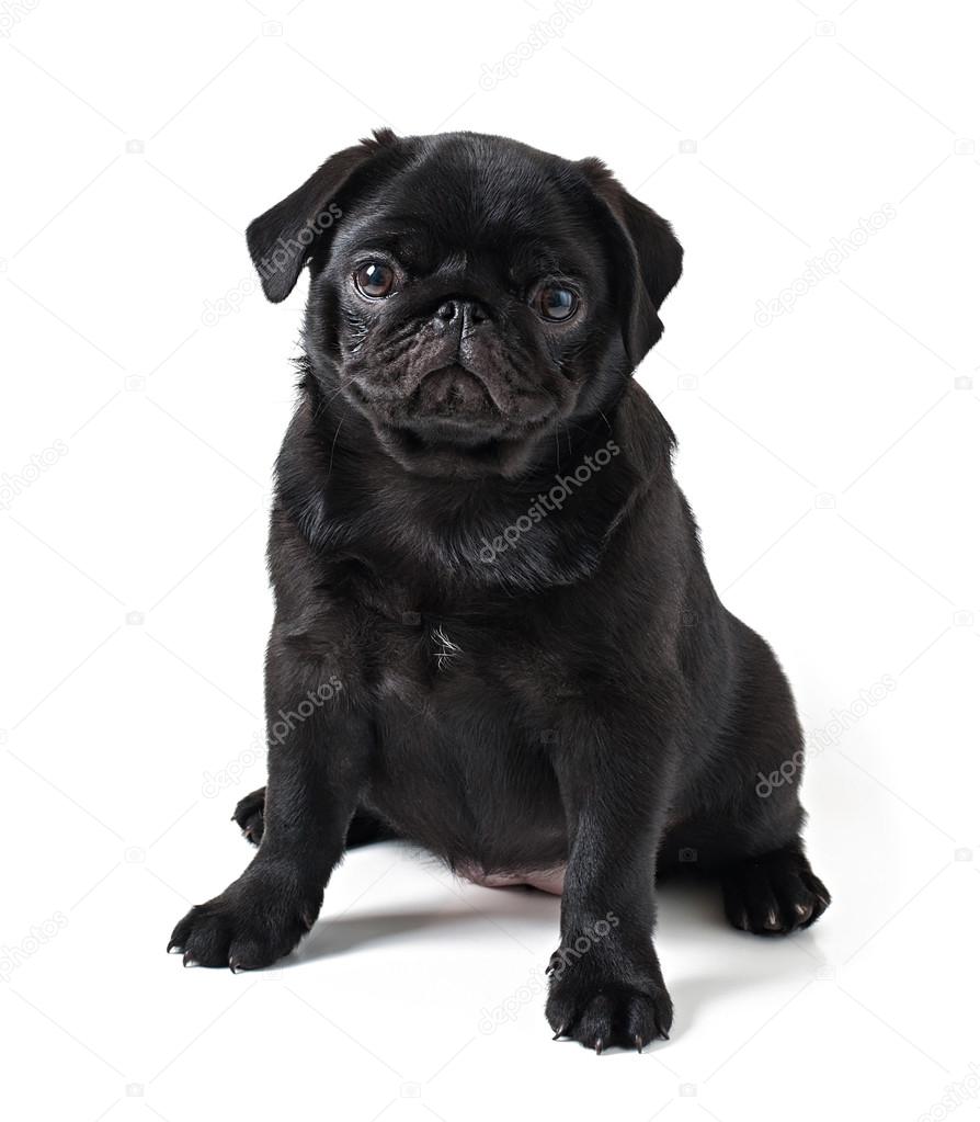 cão pug preto — Fotografias de Stock © timolina #68966195