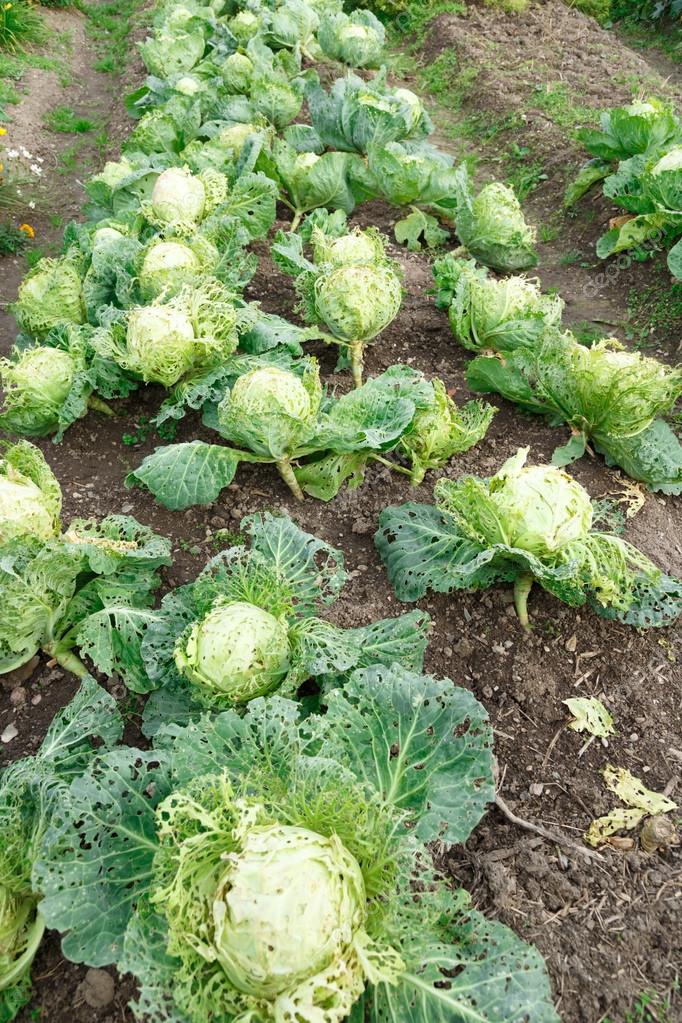 Cabbage damaged by caterpillars — Stock Photo © Garsya #92540392
