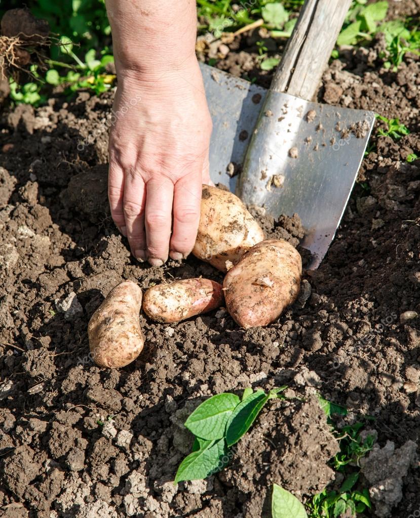 Digging up fresh potatoes — Stock Photo © Garsya #92540866