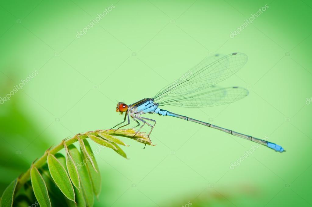Virgo insect resting on the leaves of of acacia — Stock Photo © dragi52 ...