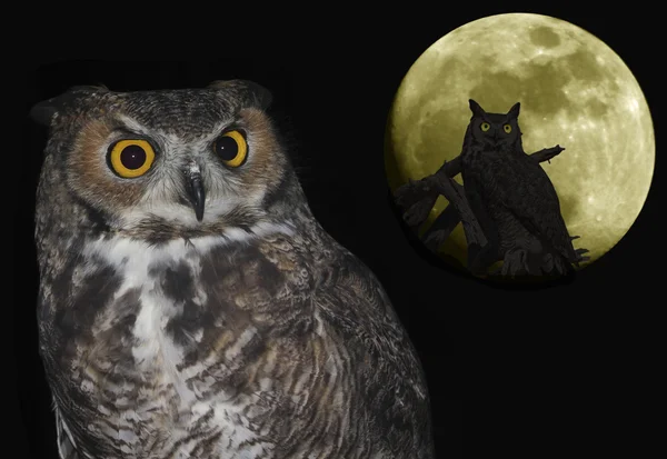 Buhos de noche fotos de stock, imágenes de Buhos de noche sin royalties ...