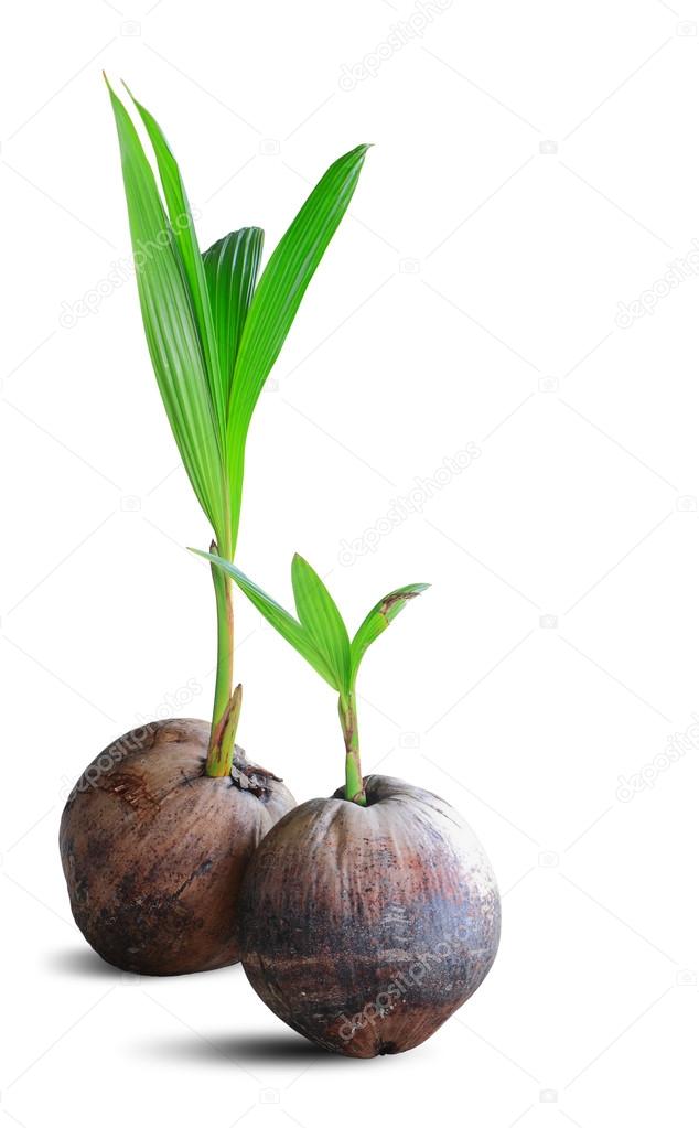 Sprout of coconut tree isolated on white with clipping path. — Stock ...
