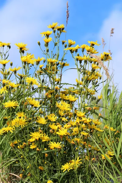 Hawksbeard Stock Photos, Royalty Free Hawksbeard Images | Depositphotos