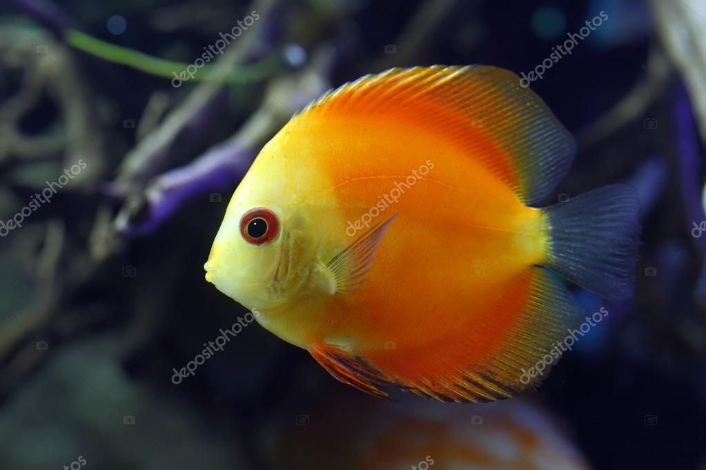 Yellow Discus Fish