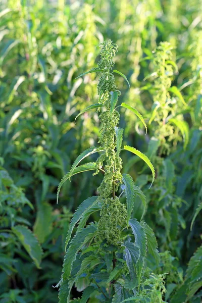 Sesame plant — Stock Photo © chungking #3600778