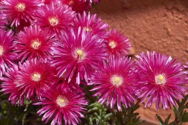 210 Lampranthus Pictures, Lampranthus Stock Photos & Images ...