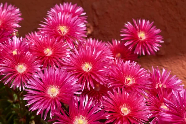 210 Lampranthus Pictures, Lampranthus Stock Photos & Images ...