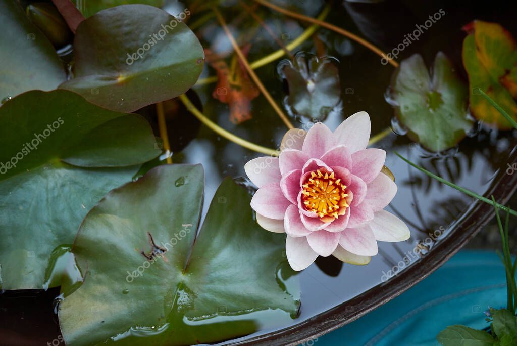 Plantas de ninfa en un estanque de tina 2022