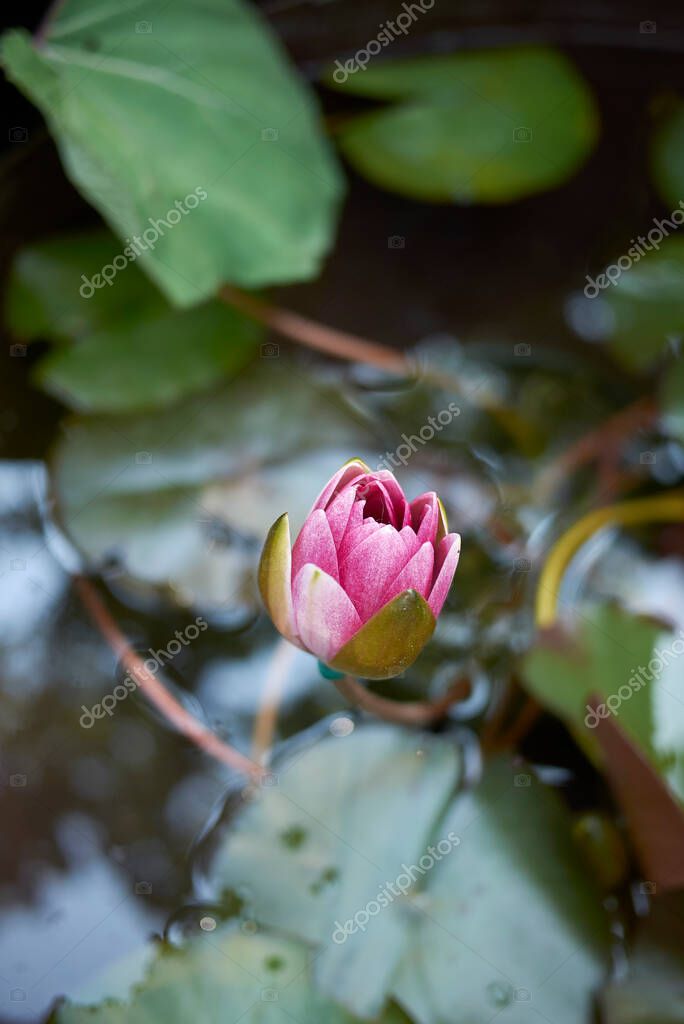 Plantas de ninfa en un estanque de tina 2022