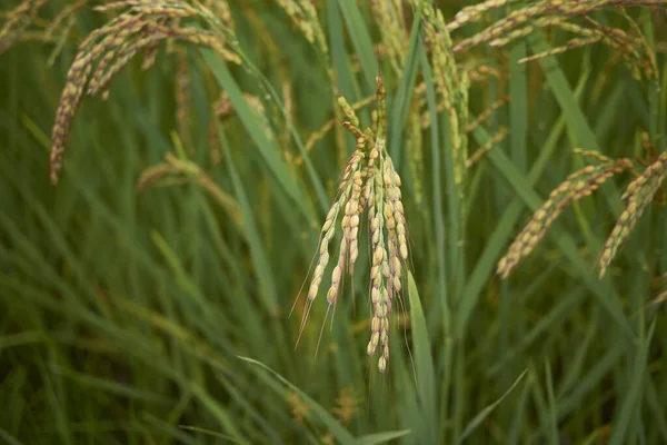 Oryza sativa Stock Photos, Royalty Free Oryza sativa Images | Depositphotos