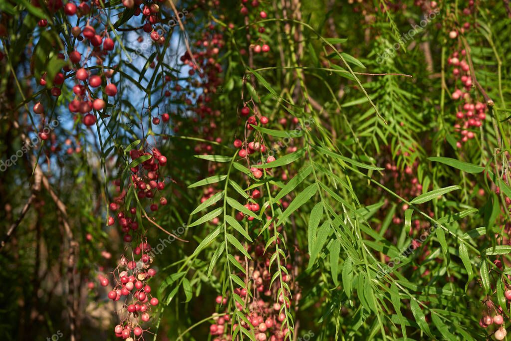 fruto rojo del árbol de Schinus molle 2023