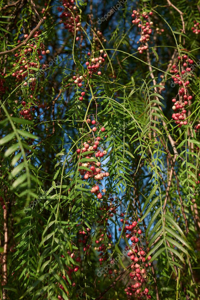 fruto rojo del árbol de Schinus molle 2023