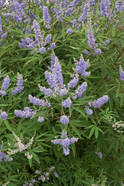 Vitex agnus-castus arbusto en flor 2023
