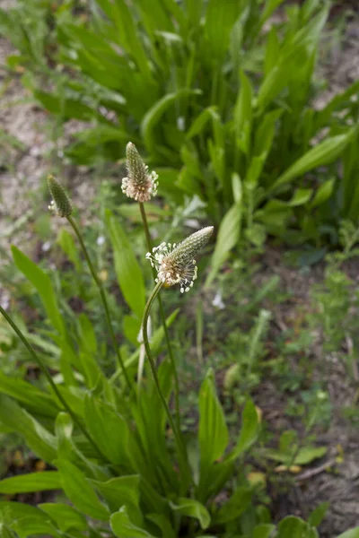 Ribwort plantain bloom Stock Photos, Royalty Free Ribwort plantain ...