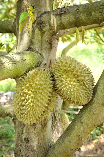 Durian trees Stock Photos, Royalty Free Durian trees Images | Depositphotos