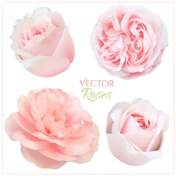 Gift certificate, Voucher, Coupon, Reward card template with rose ...