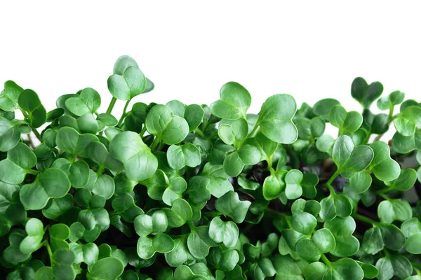 Microgreen Broccoli Cress Radish Isolated White Concept Home Gardening ...