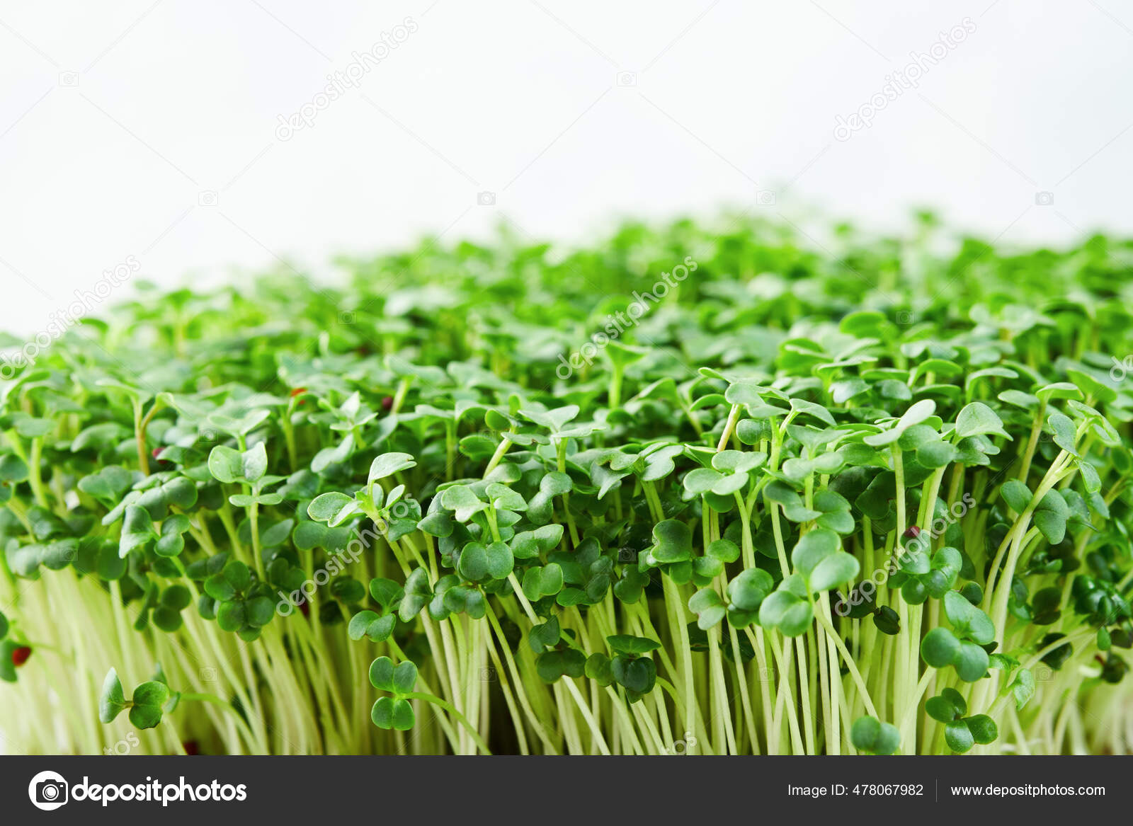 Close Microgreen Broccoli Concept Home Gardening Growing Greenery ...
