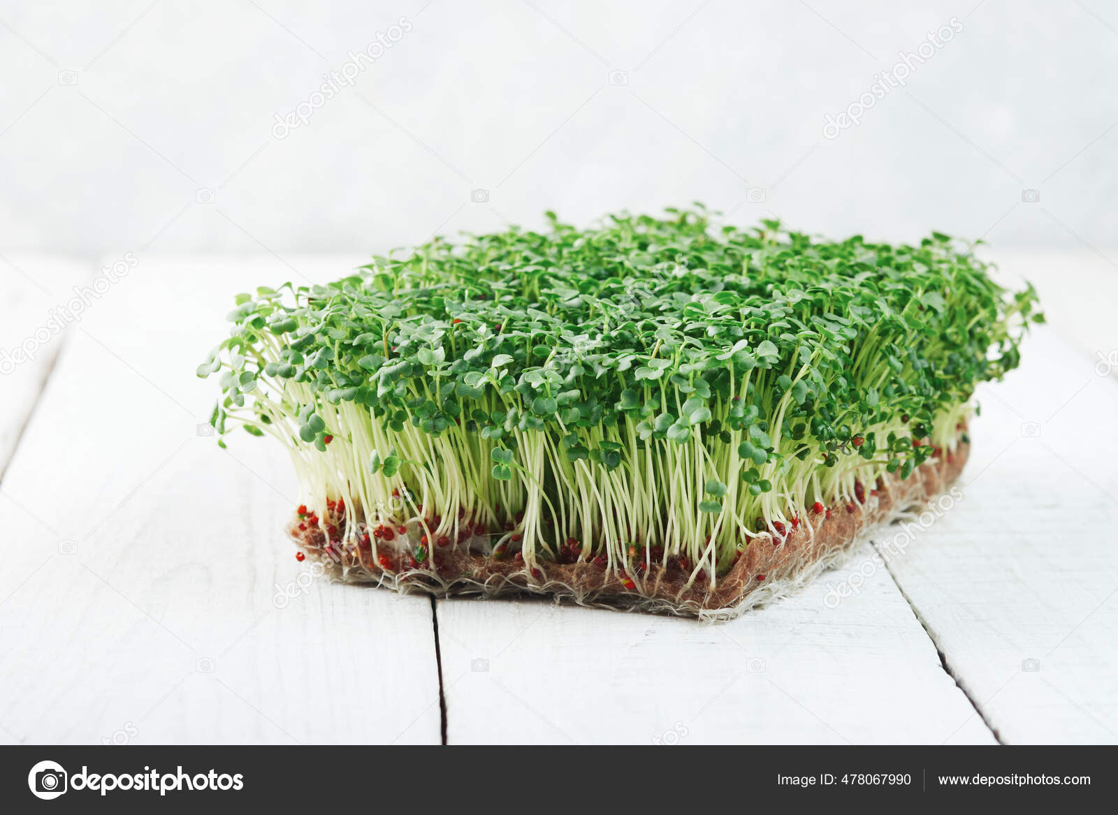 Close Microgreen Broccoli Growing Linen Mat — Stock Photo © TanyaJoy ...