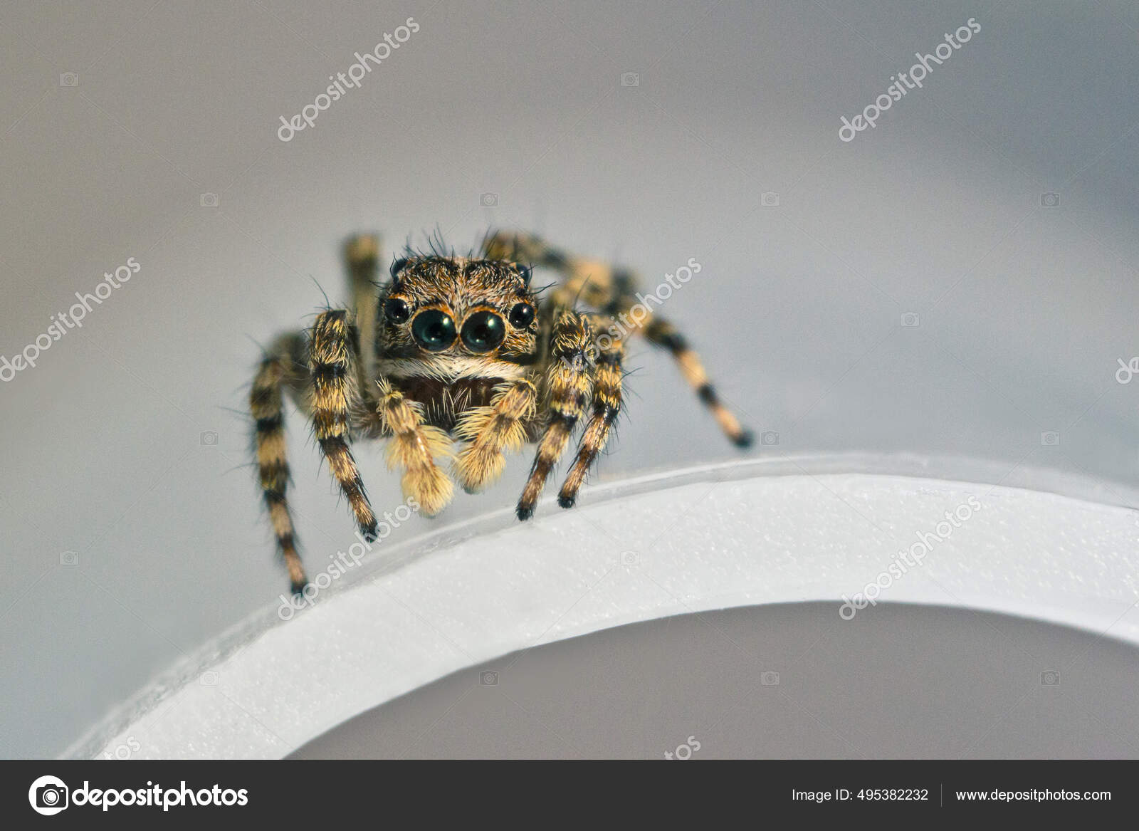 Cute Jumping Spider Sits White Reflective Surface Macrophotography ...