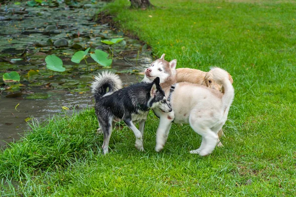 Accouplement de chien images libres de droit, photos de Accouplement de ...