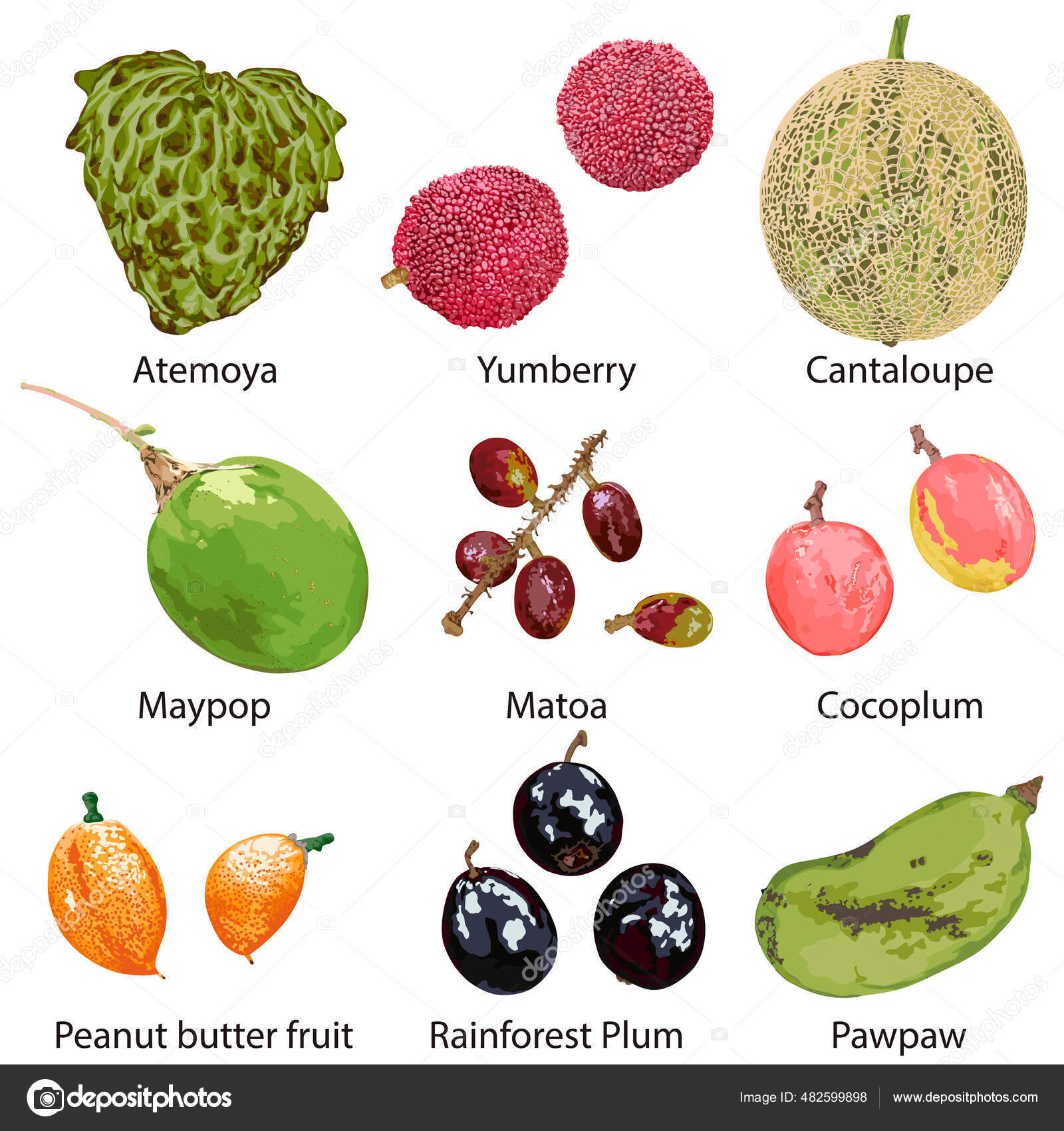 Set Different Fruits White Background Stock Vector Image by ©roman4 ...
