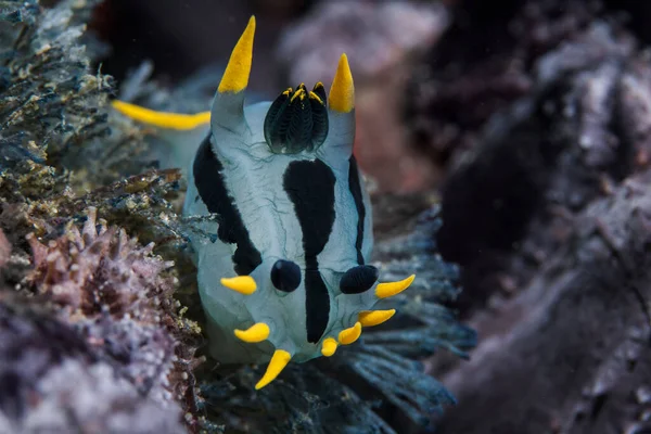 Crowned Nudibranch Polycera Capensis Stock Photo by ©MadeleinWolf 355629390