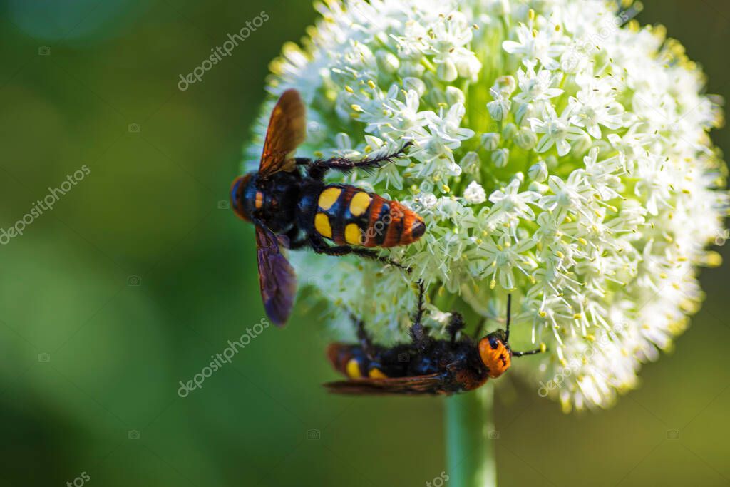 Scolia maculata es una especie de avispa de la familia Megascolia ...