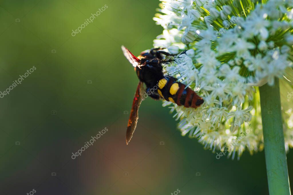 Escolia lat. Megascolia maculata lat. Scolia maculata es una especie de ...