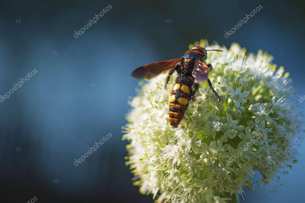 Escolia lat. Megascolia maculata lat. Scolia maculata es una especie de ...