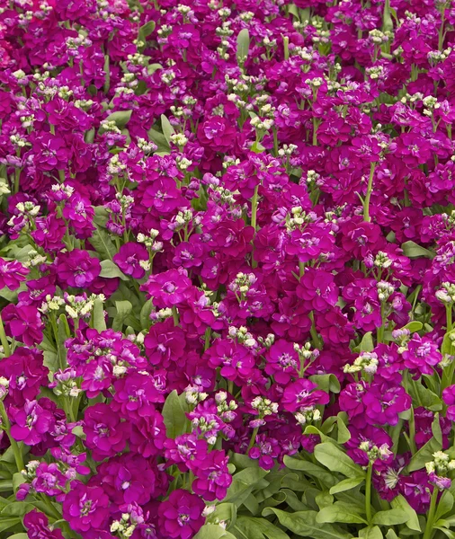 Matthiola Stock Photos, Royalty Free Matthiola Images | Depositphotos