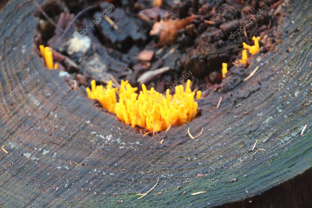 Calocera viscosa, comúnmente conocida como la estaca amarilla, es un ...
