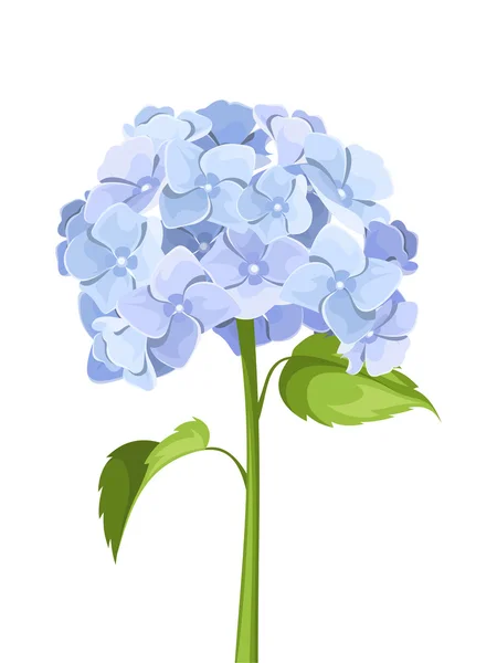 Hydrangea vector Stock Vectors, Royalty Free Hydrangea vector ...