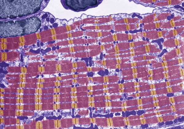 Fusiform muscle cell Stock Photos, Royalty Free Fusiform muscle cell ...