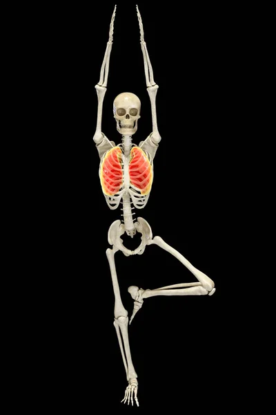 Back skeleton hips Stock Photos, Royalty Free Back skeleton hips Images ...