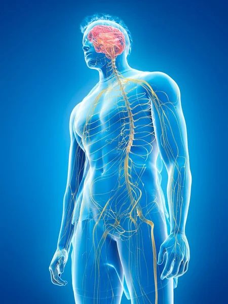 Human body neurology Stock Photos, Royalty Free Human body neurology ...