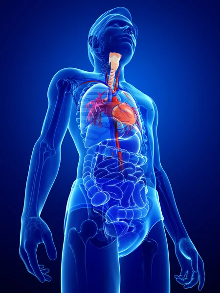 Mitrális Stock Photos, Royalty Free Mitrális Images | Depositphotos