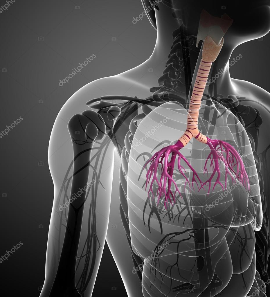 Anatomía de garganta masculina — Foto de stock #52399635 © pixdesign123