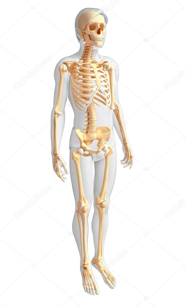 Human skeleton side view — Stock Photo © pixdesign123 #52406667