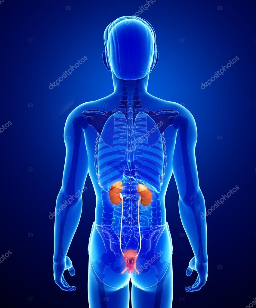 Sistema urinario masculino 2023