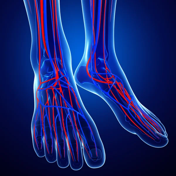 ᐈ Arteries and veins stock pictures, Royalty Free arteries and veins ...