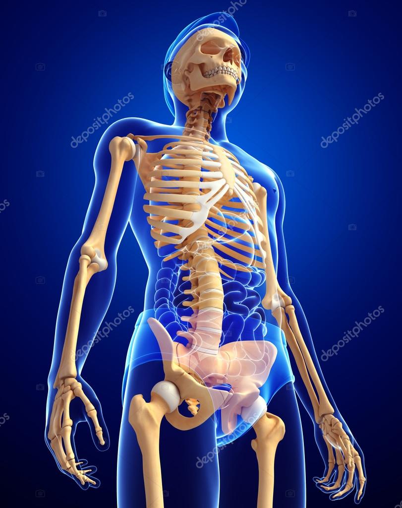 Human skeleton side view — Stock Photo © pixdesign123 #55475189