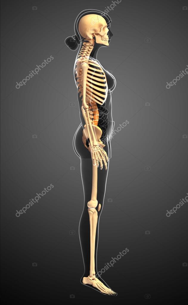 Female Human Skeleton Side View