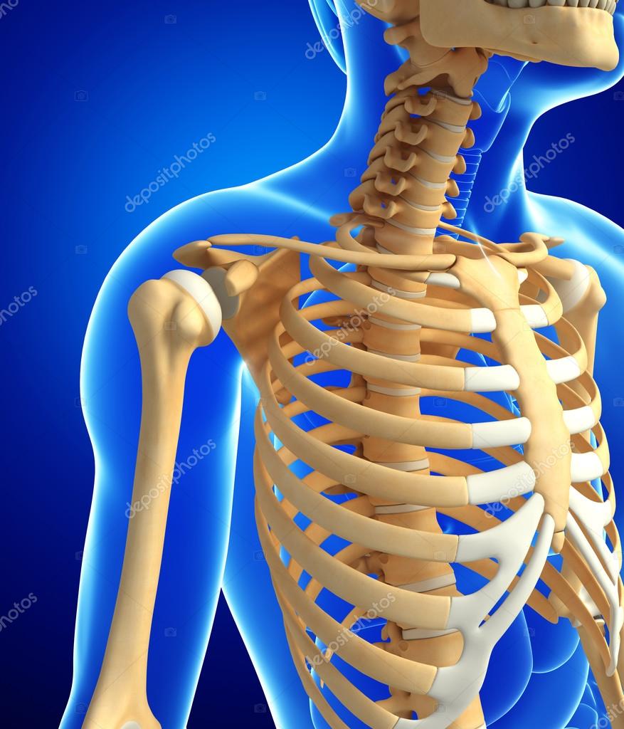 Anatomie du squelette humain image libre de droit par pixdesign123 ...