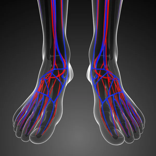 Circulation system Stock Photos, Royalty Free Circulation system Images ...