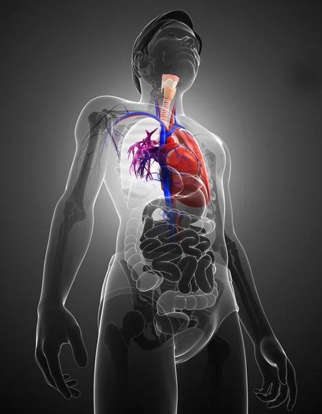 Heart and lungs Stock Photos, Royalty Free Heart and lungs Images ...