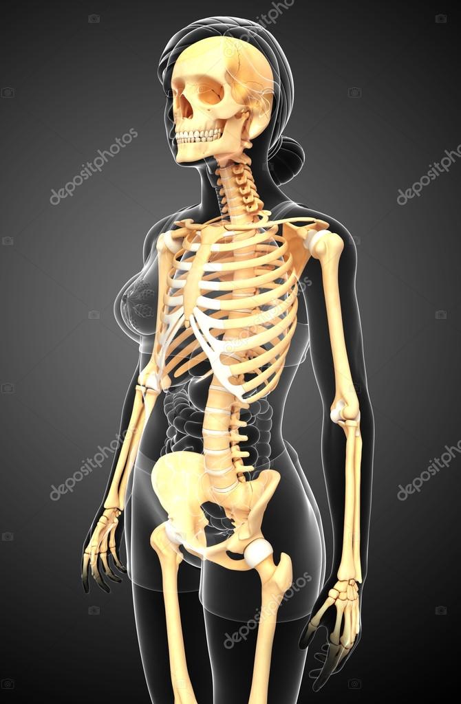 Human skeleton side view — Stock Photo © pixdesign123 #55492493