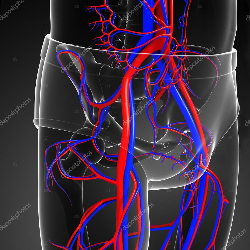 Système circulatoire de la ceinture pelvienne — Photo de stock par ...
