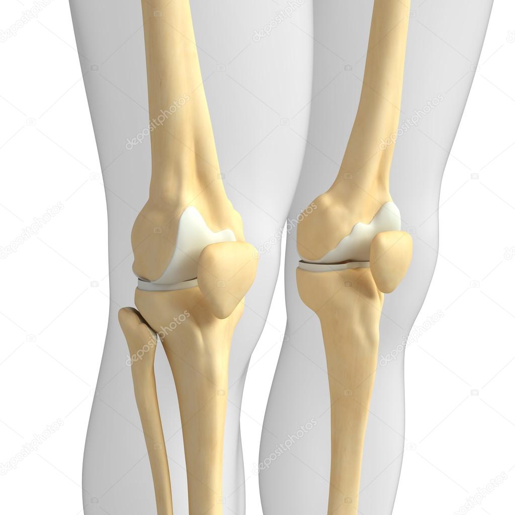 Os Du Genou Humain Anatomie Du Genou Humain. Structure Anatomique Du