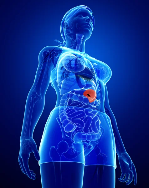 Female lungs anatomy — Stock Photo © pixdesign123 #55495443